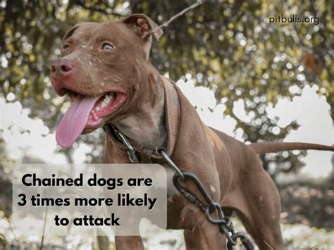 Pit Bull Bite Attack Statistics 2023