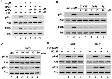 A Enhancement Of Akt And Erk Phosphorylation Required Intracellular