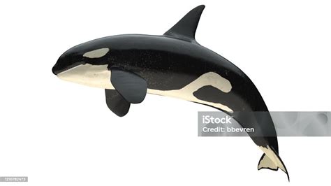 흰색 배경 컷 아웃 준비 3d 렌더링에 고립 된 킬러 고래 오카 닫기 입 오른쪽 보기 범고래에 대한 스톡 사진 및 기타 이미지 범고래 고래 컷아웃 Istock