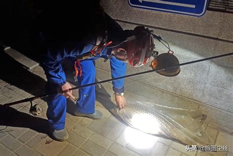 北京夜釣者釣起21斤半重的大鯉魚，有人說是野生的，有人說放生的 每日頭條