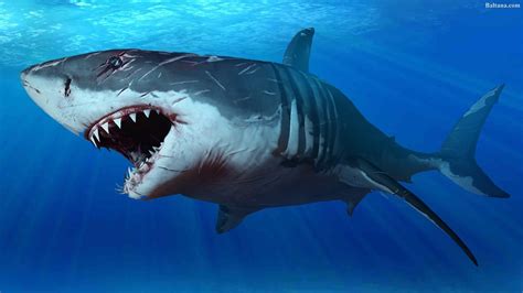 Shark Wallpaper 71 Images