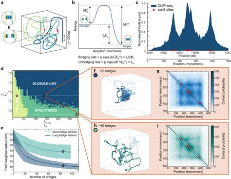 partition complex structure can arise from sliding and bridging of parb