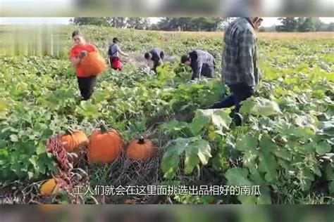 有趣的全自动南瓜收割机吃瓜吐籽一体化全程机械化作业