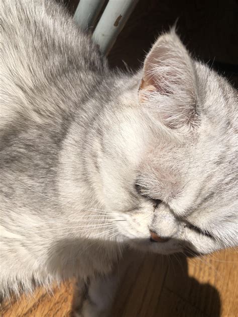 My Cats Have A Similar Bald Spot Above Their Eyes Should I Be