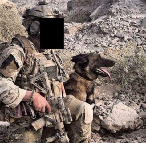 🔰 Modelo De Ficha Para Acompañante Animal🔰 Wiki ☣rol Apocalipsis