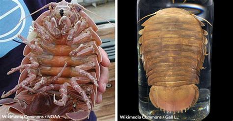 Darth Vader Inspired Sea Monster Discovered Near Vietnam Greatergood