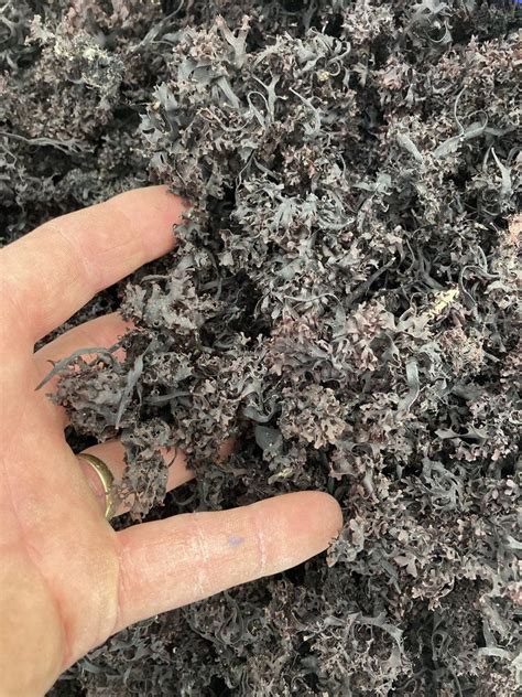 Purple Irish Sea Moss Chondrus Whole Leaf Dried In 2022 Sea Moss