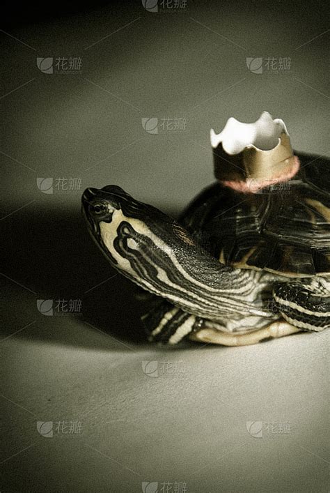 童话中有一只带皇冠的乌龟