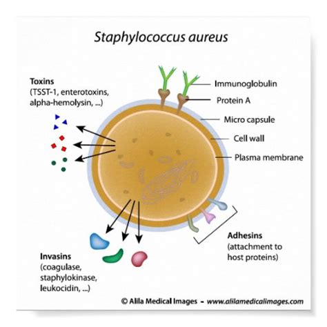 Staphylococcus Aureus Bacterium Labeled Diagram Poster Zazzle