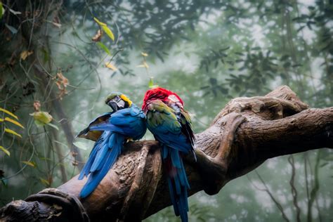 Luxury Bird Watching Destinations