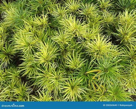 Ornamental Plants Such As Beautiful Grass Decorate The Garden Stock