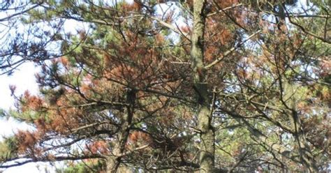 제주 추자도 소나무 솔껍질깍지벌레 피해 몸살