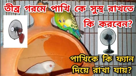 গরমে পাখি হাপাচ্ছে পাখি কে ফ্যান দিয়ে রাখা যাবে কি গরমে পাখি কে