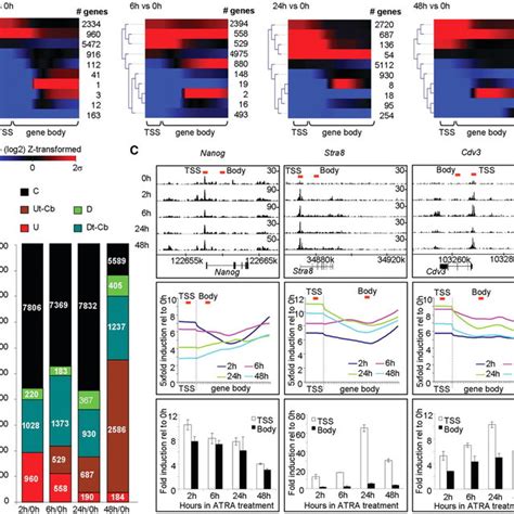 analysis of the kinetics of rna polii binding during differentiation