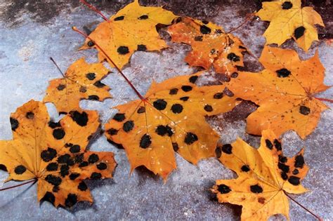 Premium Photo Yellow Maple Leaves With Black And White Spots Fungal