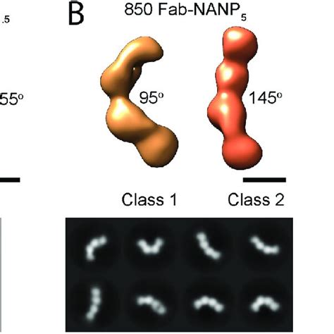 Orientation Of The Fab 850 And Fab 1210 Nanp Repeat Peptide Complex