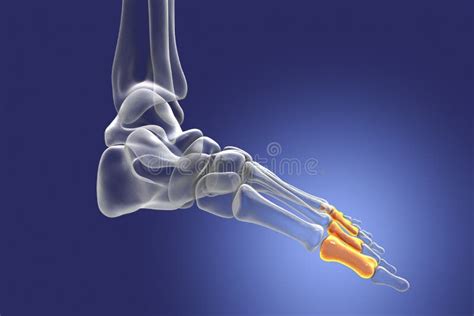 Proximal Phalanges Of The Foot 3d Illustration Stock Illustration