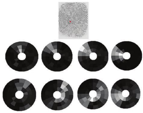 A Fingerprint And Its Extracted Fingercode Features Around The Core