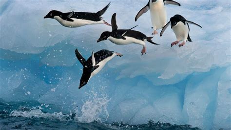 Almalinux On Linkedin 5 Linux File And Folder Management Commands You