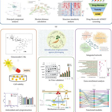 Schematic Diagram Illustrating In Silico Methodology And In Vitro