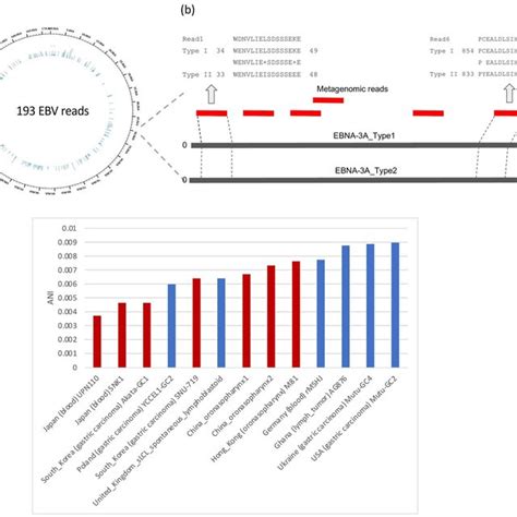 A Distribution Of 193 Ebv Reads On The Ebv Genome B Illustration Download Scientific
