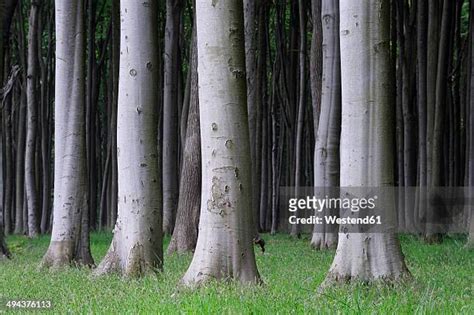 Beech Trees Photos And Premium High Res Pictures Getty Images
