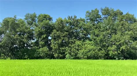 푸른 하늘과 바람부는 들판 Youtube