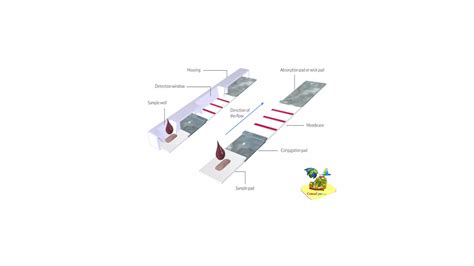 تست تشخیص سریع Lfa Lfa Rapid Detection Test کامسول یار امیرکبیر Comsol