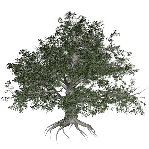 European Beech Tree Collection By Antoniokowatsch