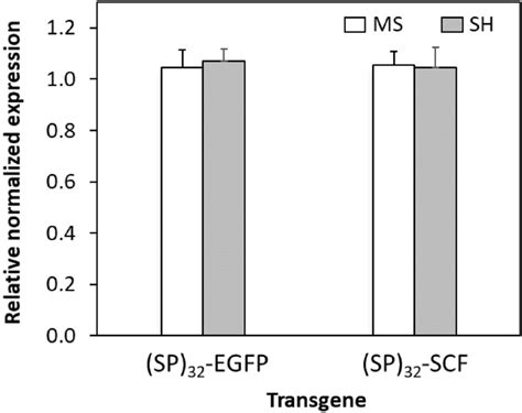 Rt Qpcr Detection Of The Expression Of Sp32 Egfp Transgene In By 2