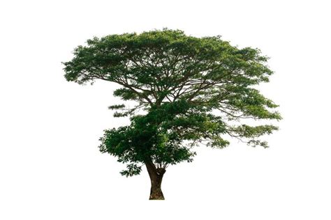 Premium Photo Tree Against White Background