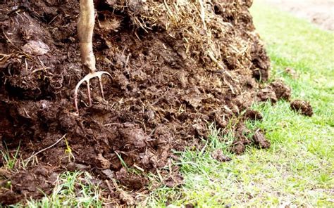 Understanding Tree Roots Above Ground Causes Solutions