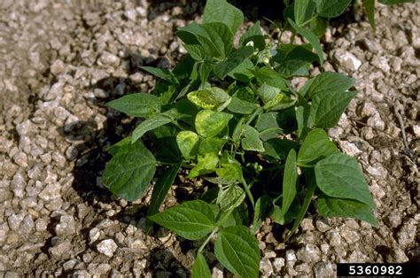 Bean Golden Mosaic Virus Bgmv Begomovirus Bean Golden Mosaic Virus