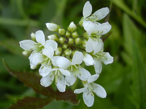 Cardamine Leucantha