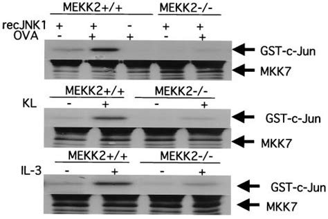 The Effect Of Mekk2 Gene Disruption On Mkk7 Activation In Response To