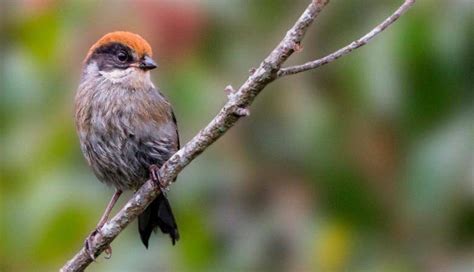 Hay 929 Especies De Fauna Y Flora Con Riesgo De Amenaza De Extinción En