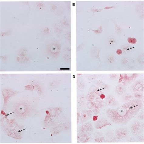 The Leukemia Inhibitory Factor Lif Staining Of The Groups In Cultured