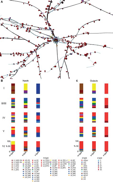 Predicted Map Of Afferent Synaptic Input To And Efferent Synaptic