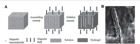 Figure 1 From Magnetic Hydrogels With Ordered Structure For Biomedical Applications Semantic