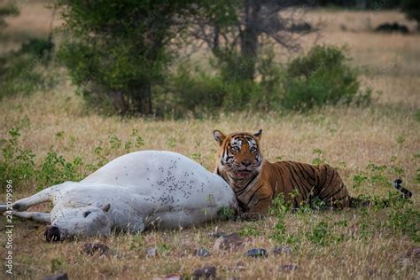 Tiger In Nature Habitat And Killed Cow In Junglewildlife Scene With