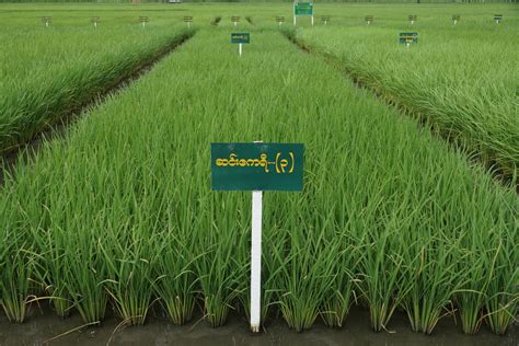 မိုးညှင်းခရိုင်အတွင်း ယခုနှစ် မိုးစပါးစိုက်ပျိုးရာသီတွင် လျာထားဧကထက် ၁၈၆၂၄ ဧက ကျော်လွန်စိုက်ပ