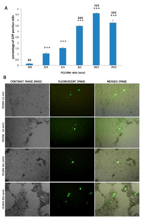 Gfp Expressing D1 Msc Cell Line Cell Lines Ximbio