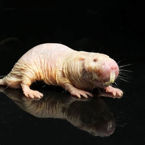 Naked Mole Rat 50 Of The Worlds Ugliest Animals