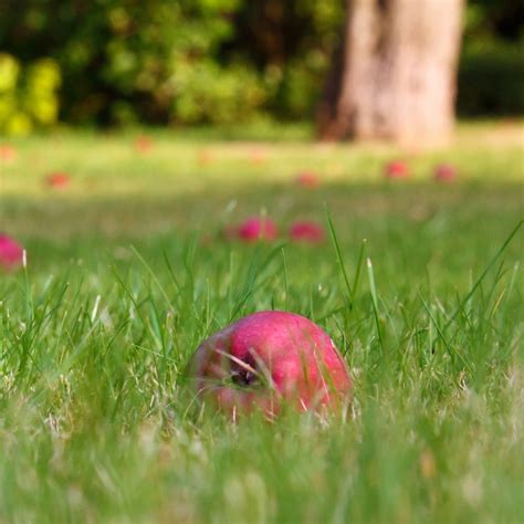 Garden Shade Grass Seed For Shady Areas Of Garden Lawn Uk