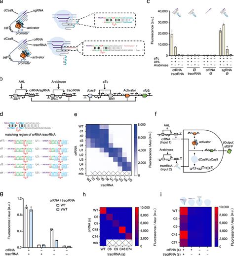 Dual Rna Mediated Crispra System Reveals The Programmability Of Download Scientific Diagram