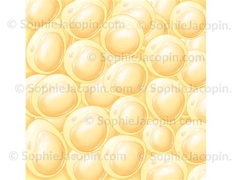 TISSU GRAISSEUX Illustration Medicale Sophie Jacopin
