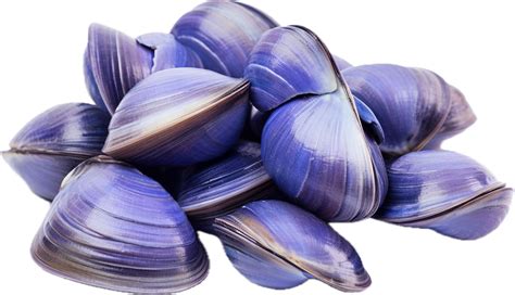 Ai Generated Asari Clams Png 34918521 Png