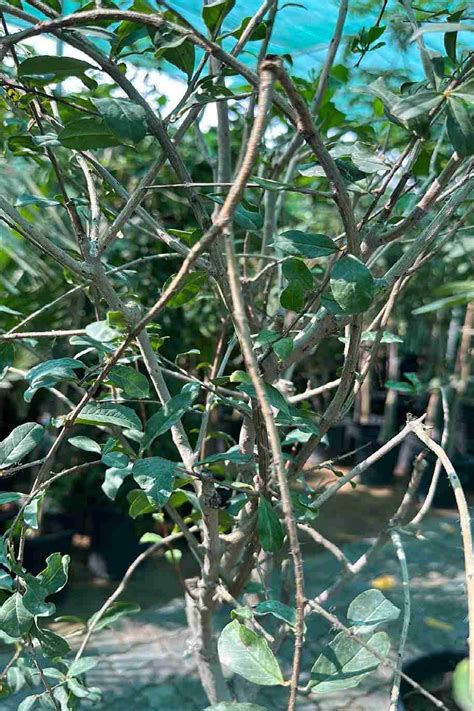 Buy Tall Henna Plant Online Plantshopme