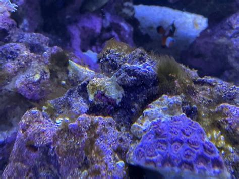 Brown Hair Algae Or Diatoms Reef2reef