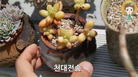 노숙중인 다육이들 2부 Youtube